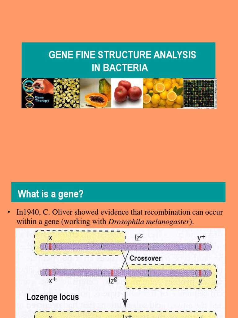 Gene Fine Structure Analysis in Prokaryotes and Viruses | PDF ...