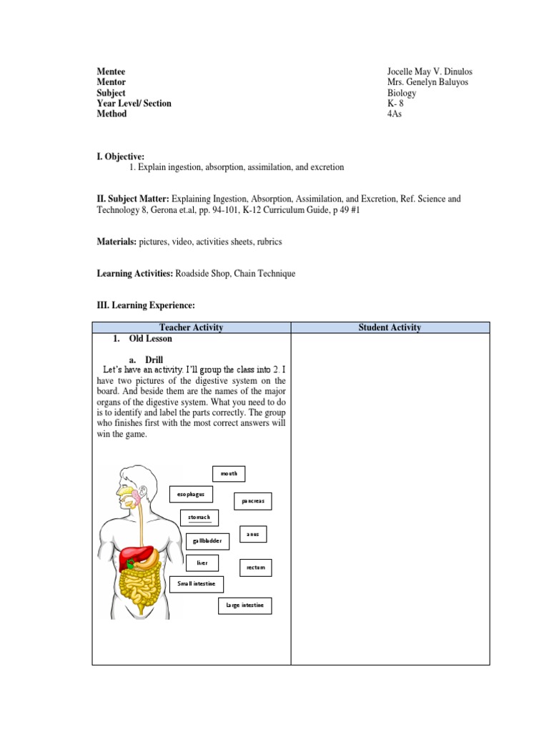 Lesson Plan | PDF | Digestion | Stomach