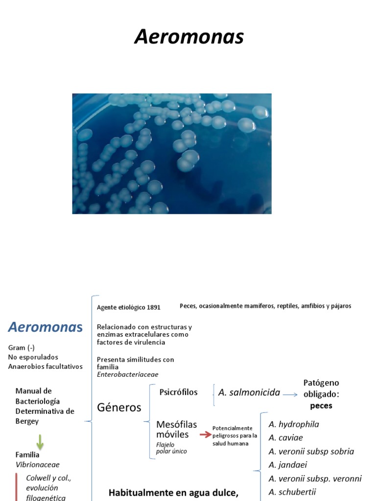 Aeromonas 2014 | PDF | Organismos | Biología