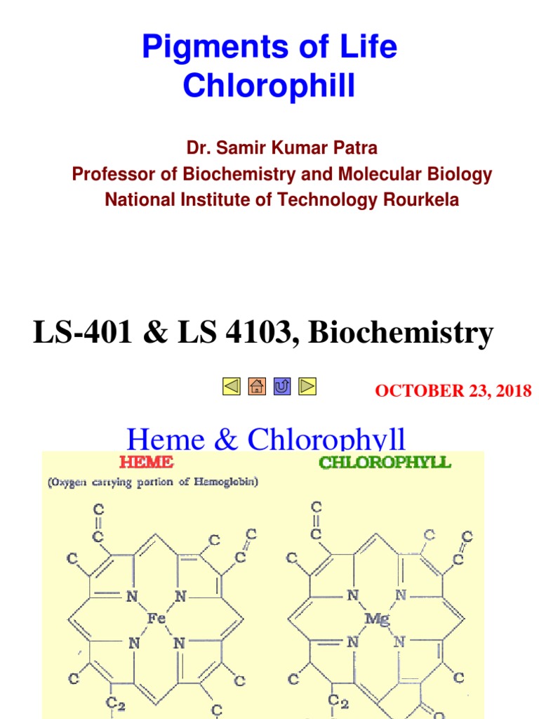 Structure of Chlorophyll | PDF | Photosynthesis | Chlorophyll