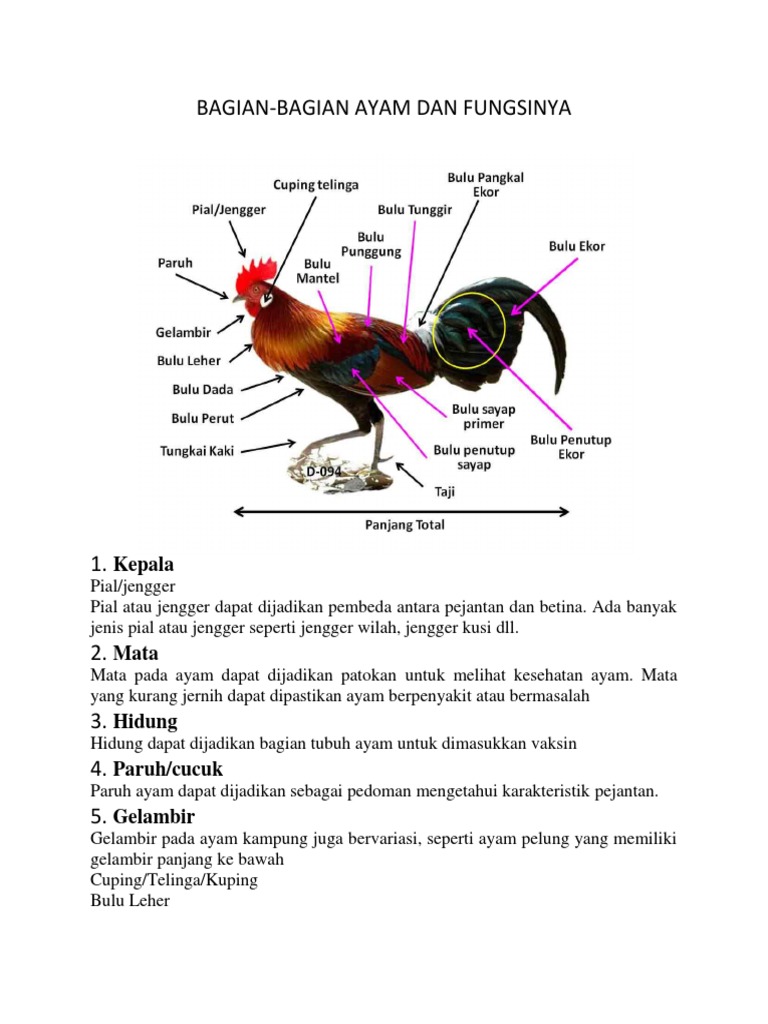 Bagian dan Fungsi Tubuh Ayam | PDF | Kesehatan Holistik
