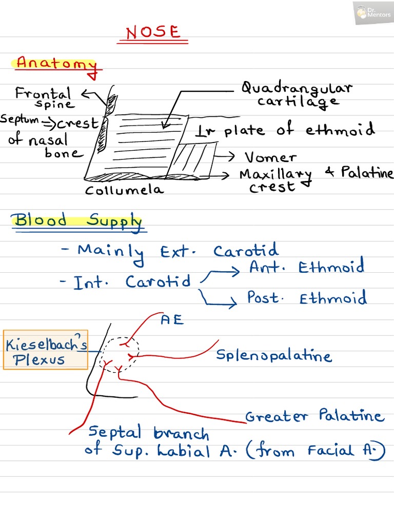 Nose PDF | PDF | Human Nose | Human Anatomy