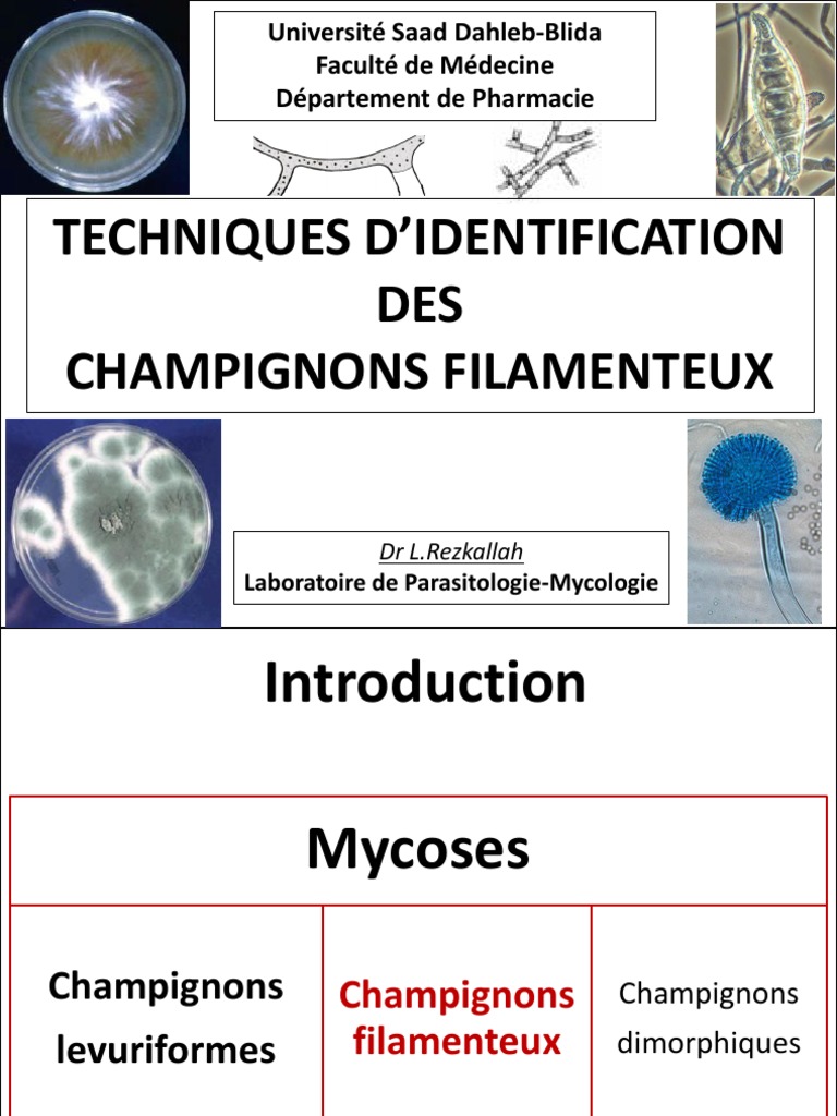 Techniques D - Identification Des Champignons Filamenteux | PDF ...