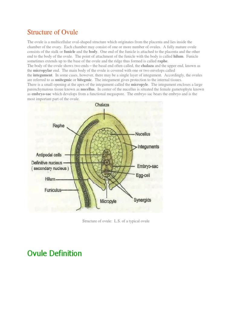 Botany Ovule | PDF | Plants | Branches Of Botany