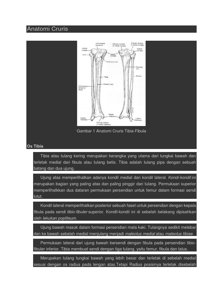 Anatomi Cruris | PDF