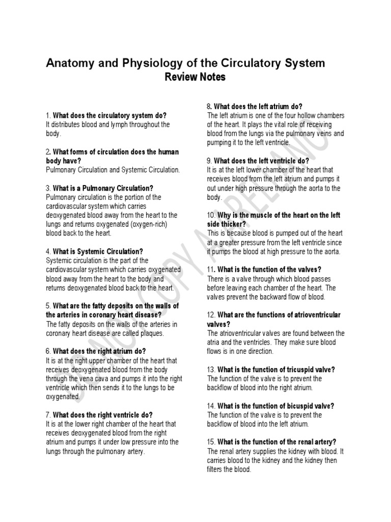 Circulatory System Anatomy Notes | PDF | Circulatory System | Atrium ...