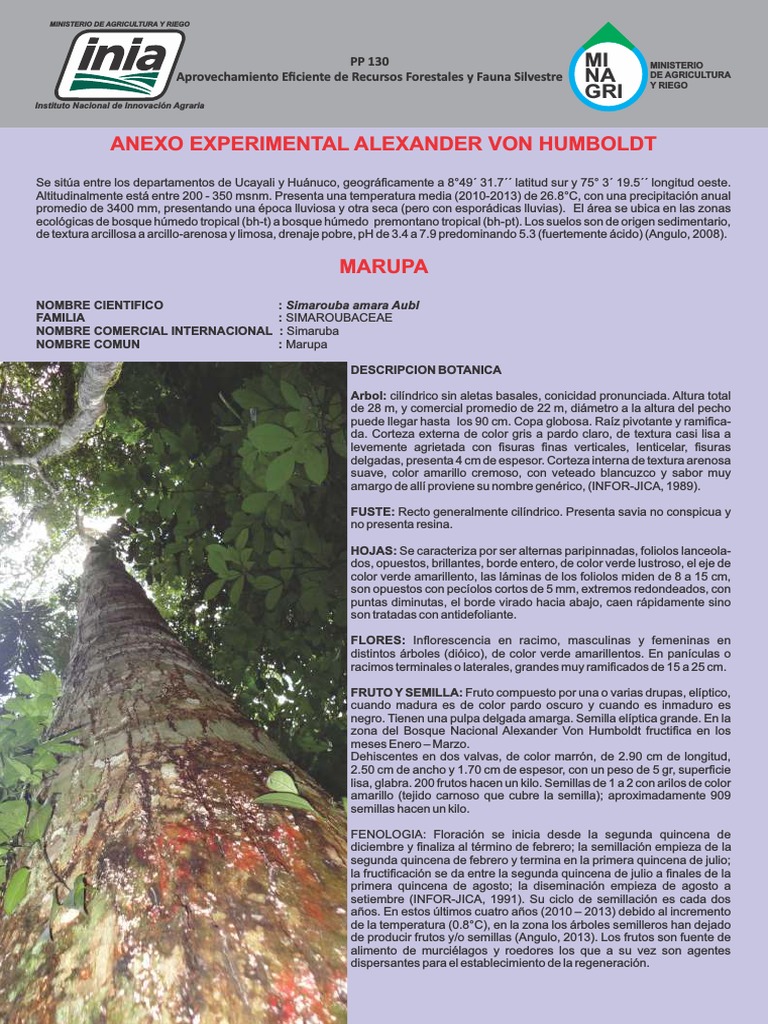 Características del Marupa en Humboldt | PDF | Fruta | Zona tropical