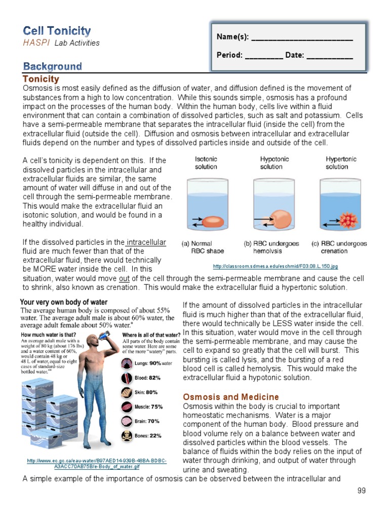 Cell Tonicity LAB | PDF | Osmosis | Physiology