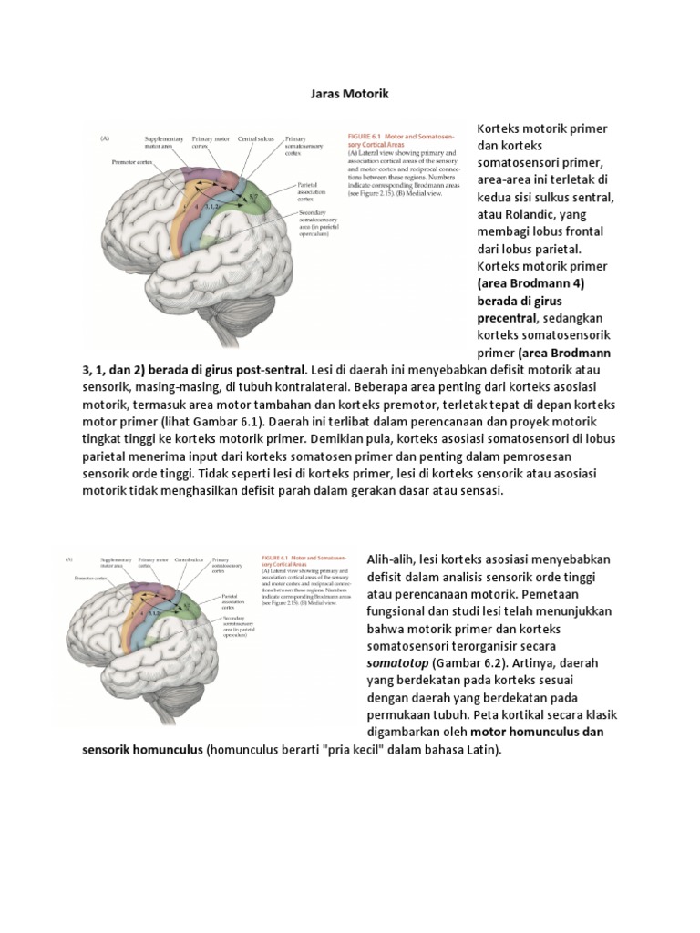 Jaras Motorik Dan Sensorik PDF | PDF