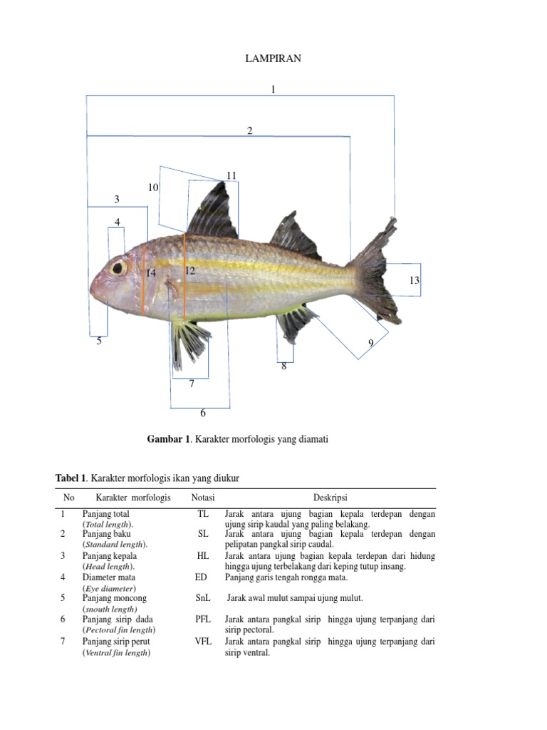 Data Morfometrik | PDF