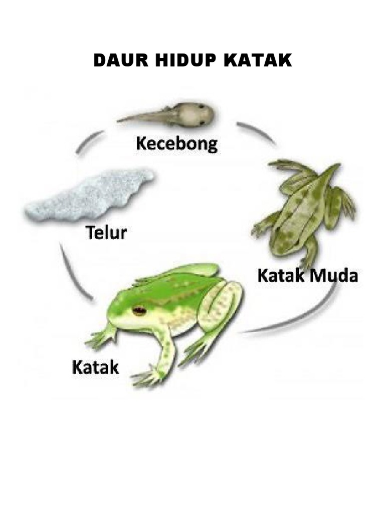 Daur Hidup Katak Sawah | PDF
