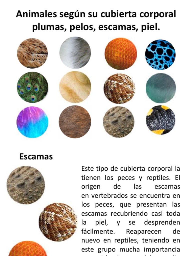 Animales Cubierta Corporal | PDF