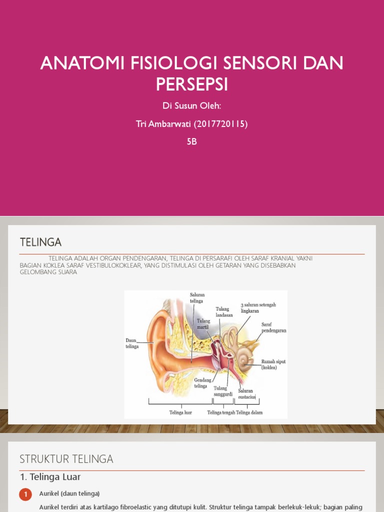 Anatomi Fisiologi Sensori Dan Persepsi | PDF