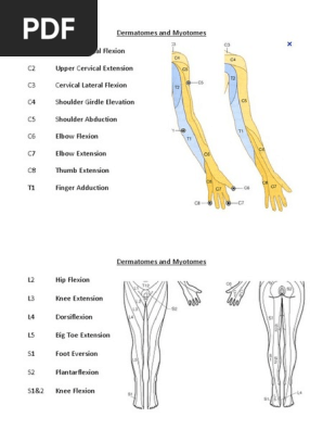 Myotomes Upper Limb