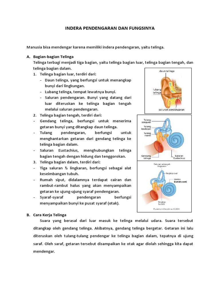Indera Pendengaran Dan Fungsinya | PDF