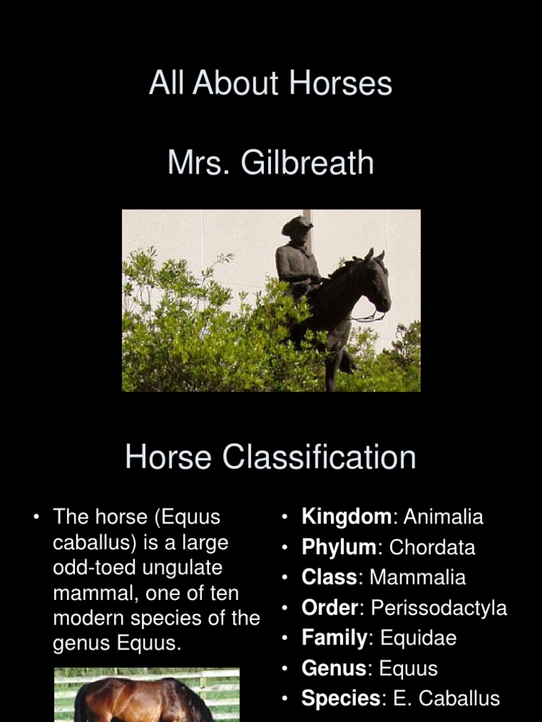 All About Horses | PDF | Pony | Horses