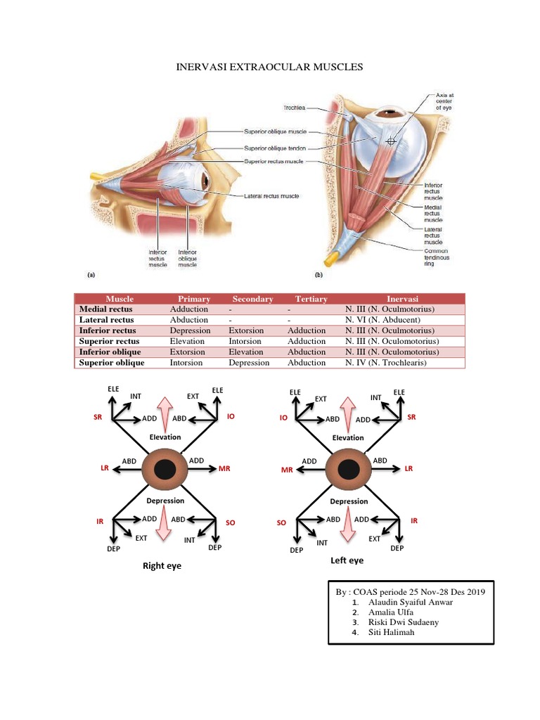 Extraocular Muscle | PDF | Nervous System | Face
