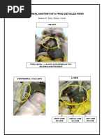 Tilapia Dissection | PDF | Gill | Fish