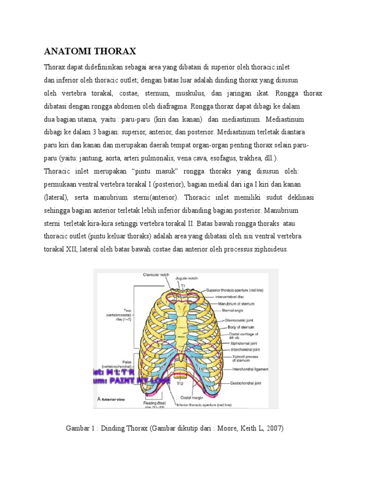 Anatomi Thorax | PDF