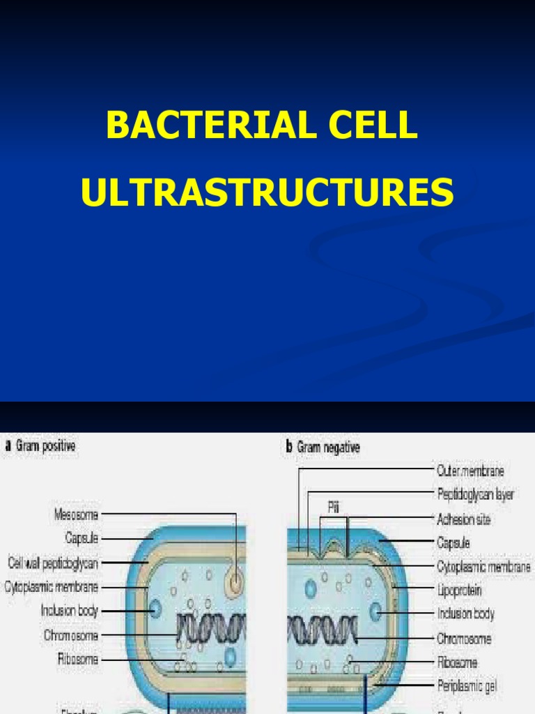 Bacterial Cell Ultrastructure Overview | PDF | Bacteria | Cell (Biology)