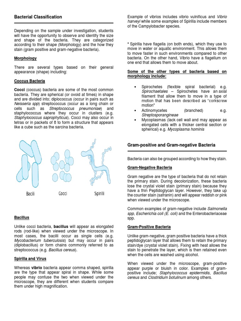 Bacterial Classification | PDF | Gram Positive Bacteria | Bacteria