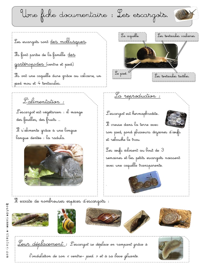 Cycle de vie et reproduction des escargots | PDF | Organismes | Mollusques