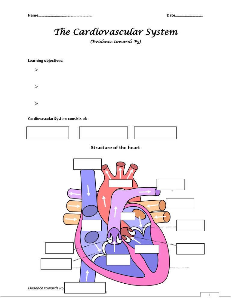 The Cardiovascular System - Worksheet | PDF | Blood Vessel ...