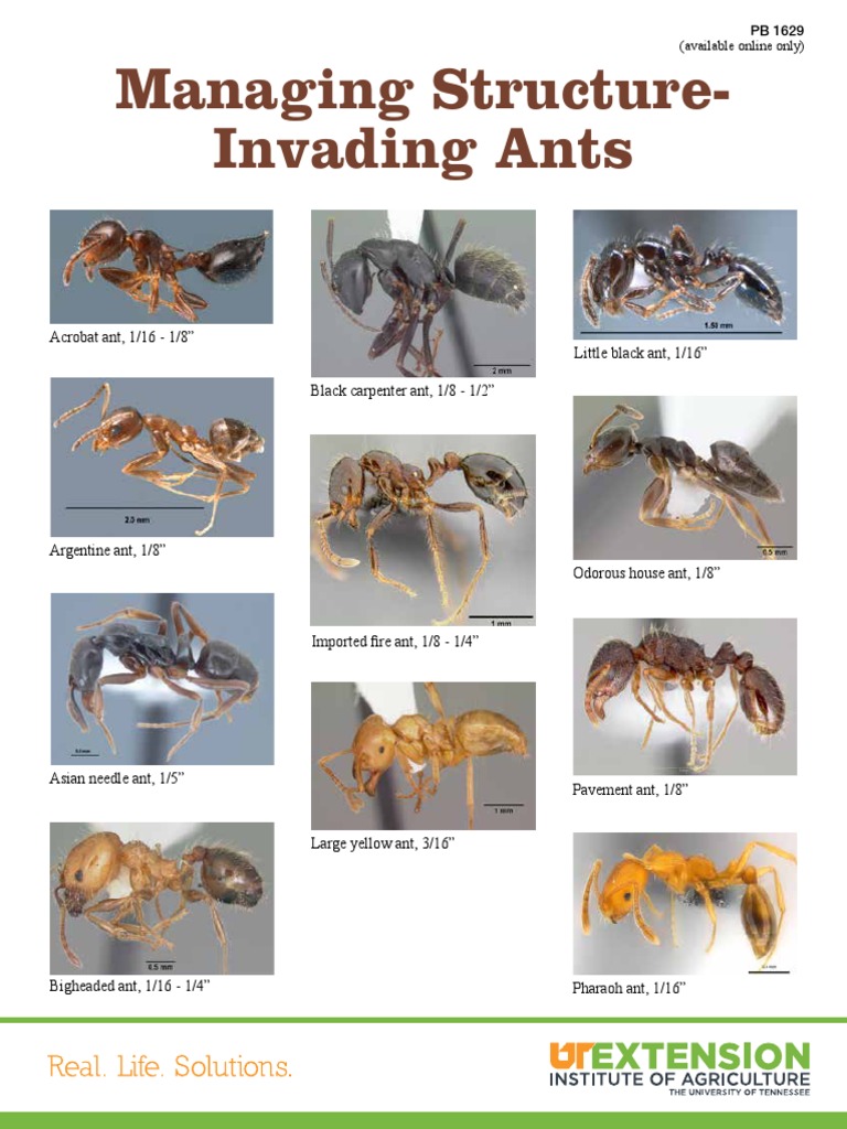 Invading Ants | PDF | Ant | Eusociality