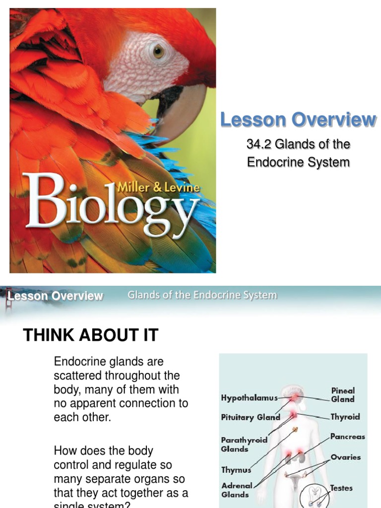 34-2 PowerPoint | PDF | Endocrine System | Pancreas