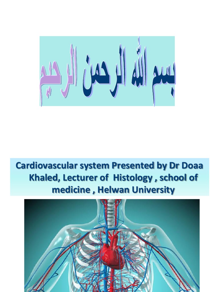 Cardiovascular System (Lecture 1) | PDF | Artery | Heart