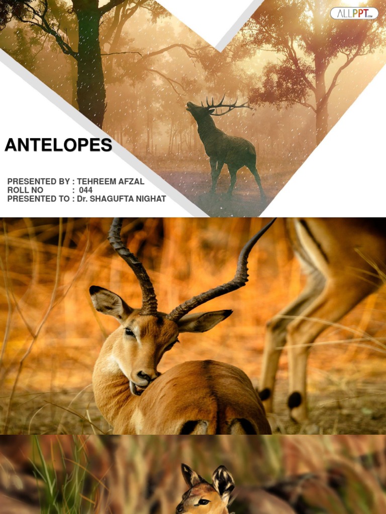 Antelope | PDF | Antelope | Bovidae