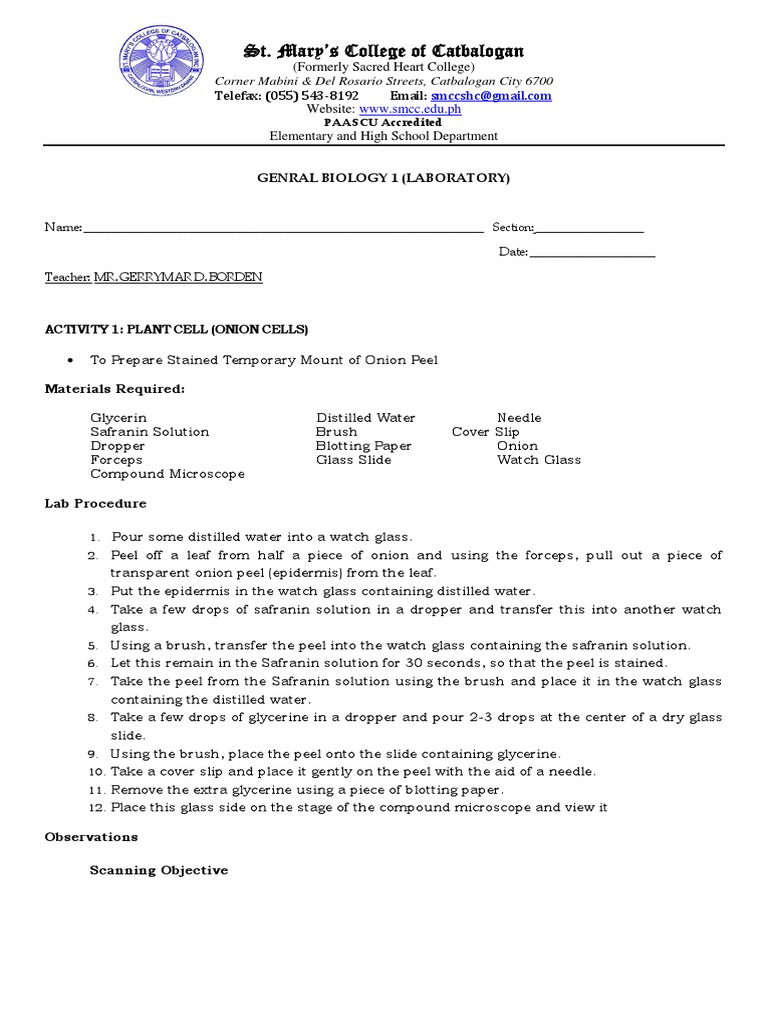 Animal and Plant Cell Lab Activity | PDF | Microscopy | Laboratory ...