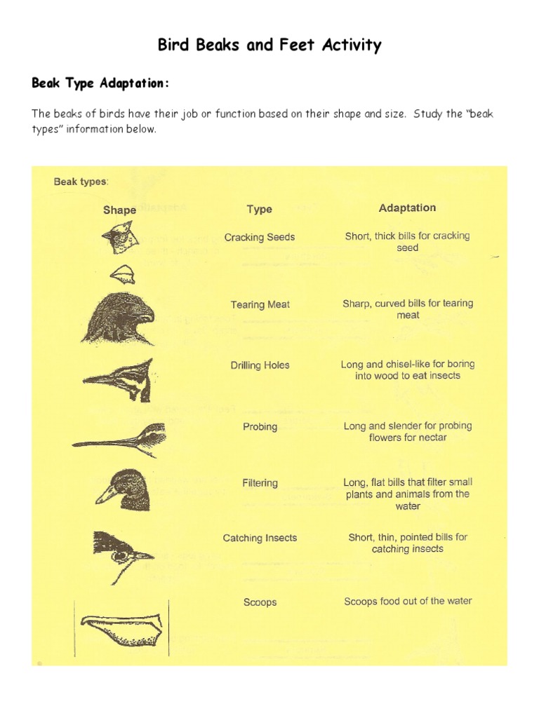 Bird Beaks and Feet | PDF | Claw | Beak