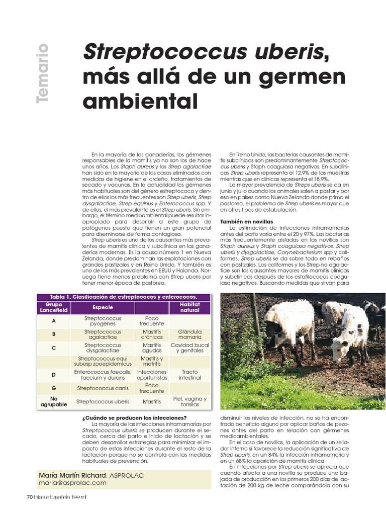 Streptococcus Uberis | PDF | Estreptococo | Vacas