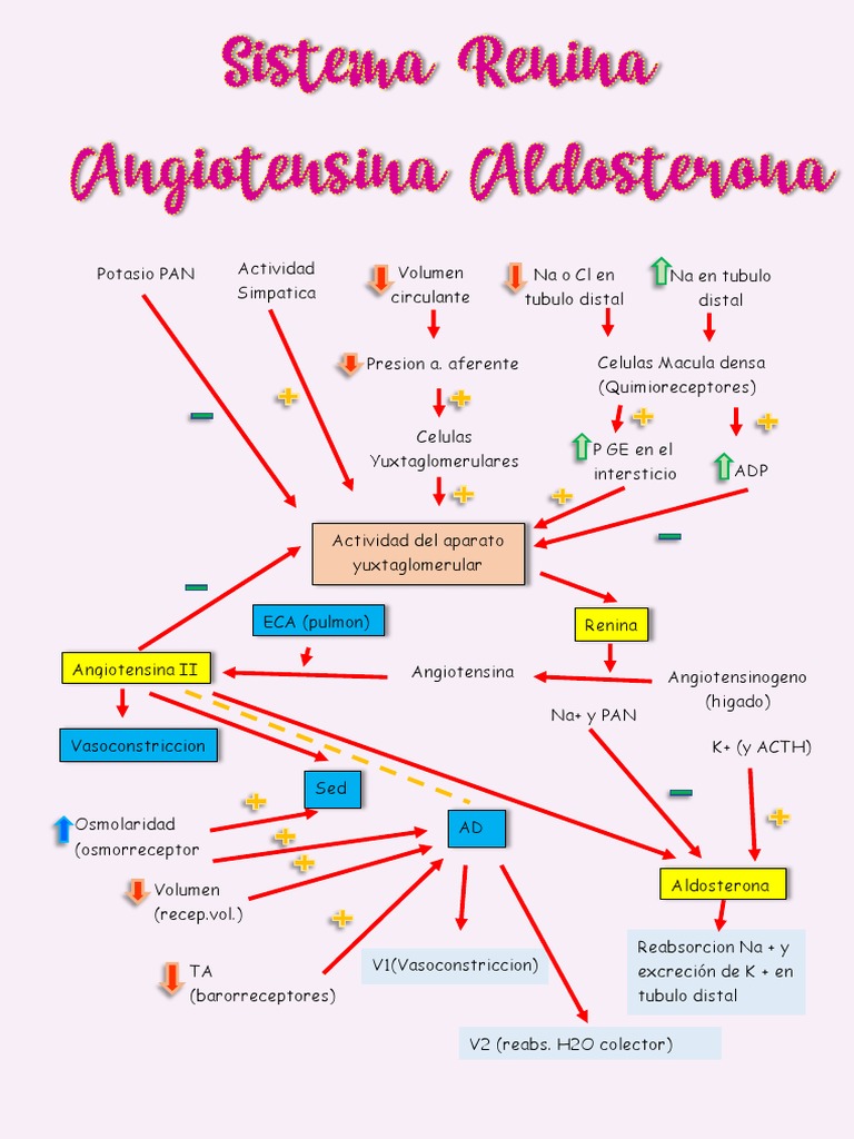 Sistema Renina | PDF