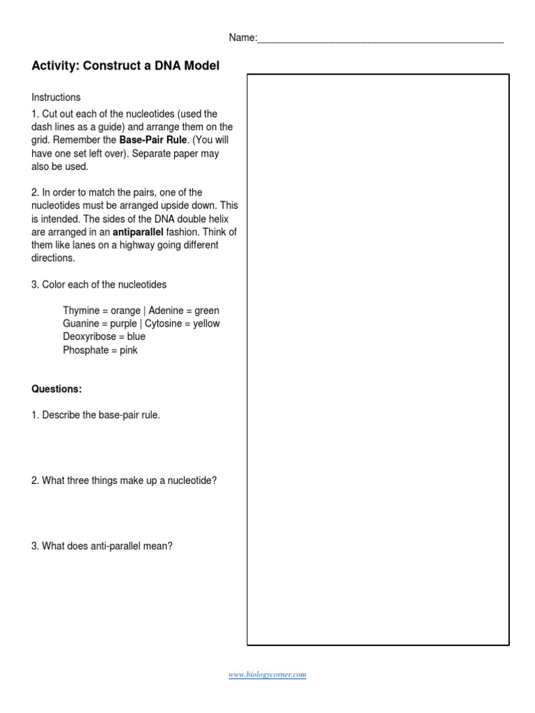 Constructing a DNA Model Activity | PDF | Science & Mathematics
