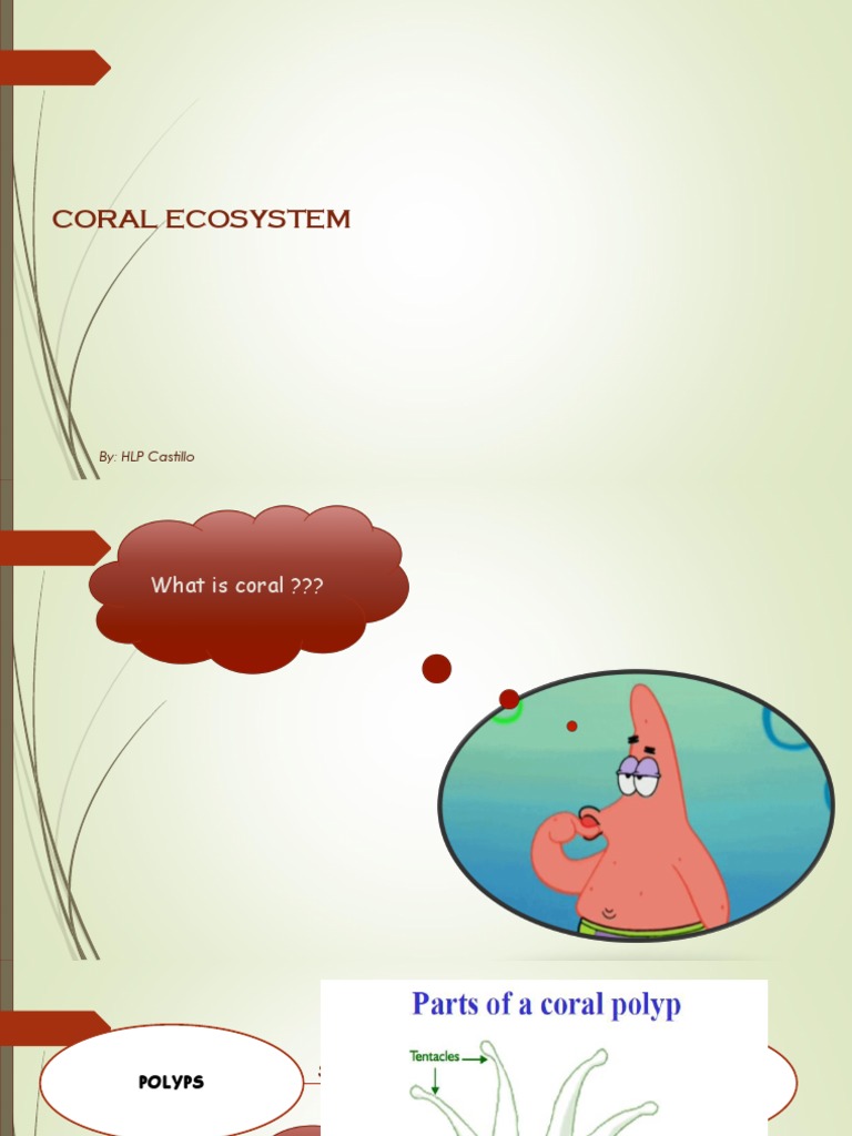 Coral Reef Food Web Overview | PDF | Coral Reef | Lagoon