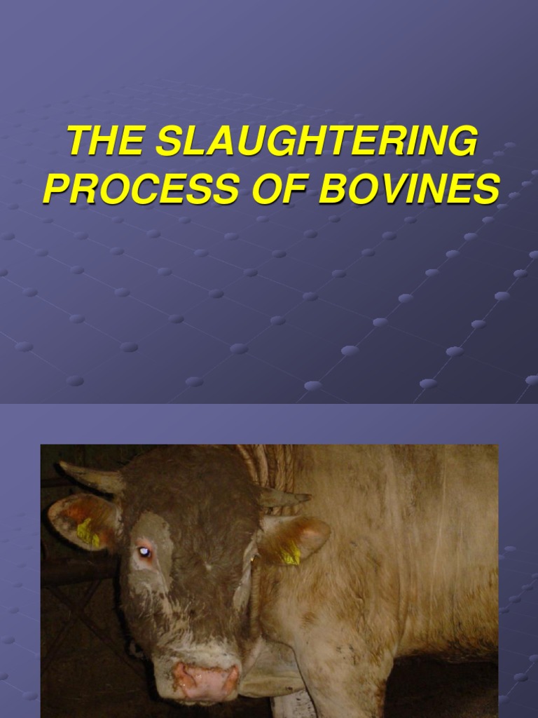 Cattle Slaughtering Process Overview | PDF