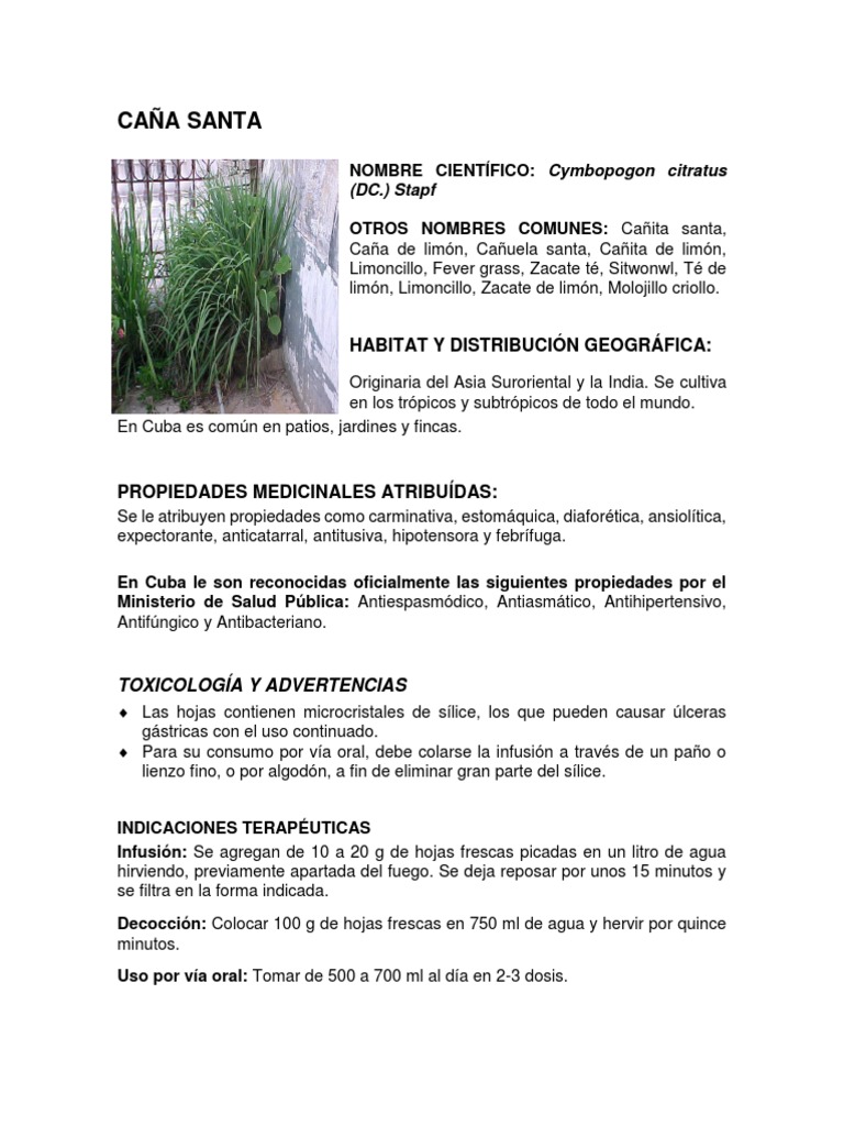 Propiedades y usos de la caña santa | PDF