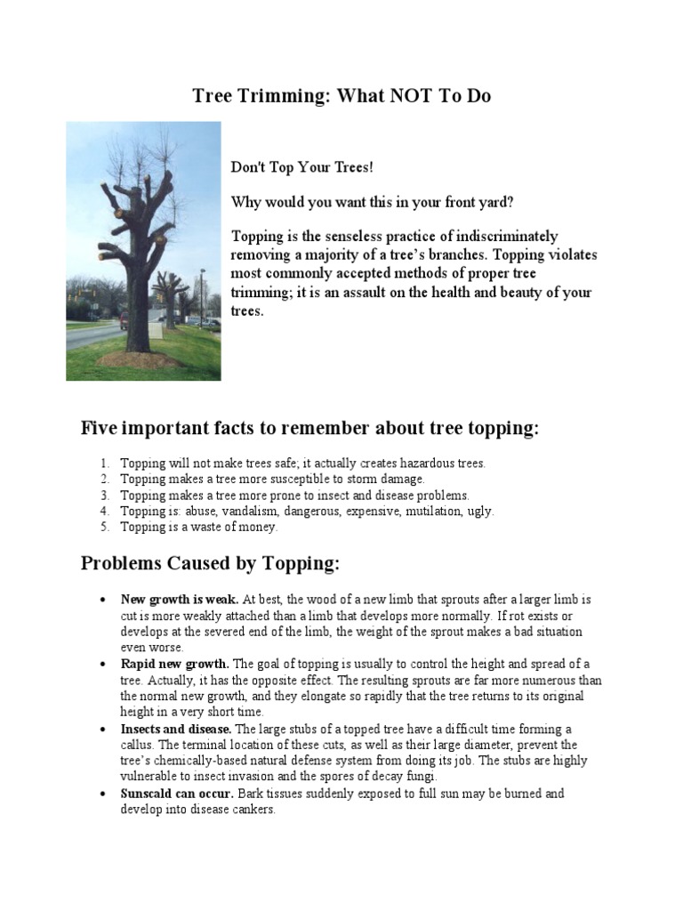 Avoid Topping: Tree Care Mistakes | PDF | Trees | Plant Life Form