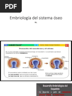 Mesodermo y Derivados | PDF | Biología del desarrollo | Anatomía