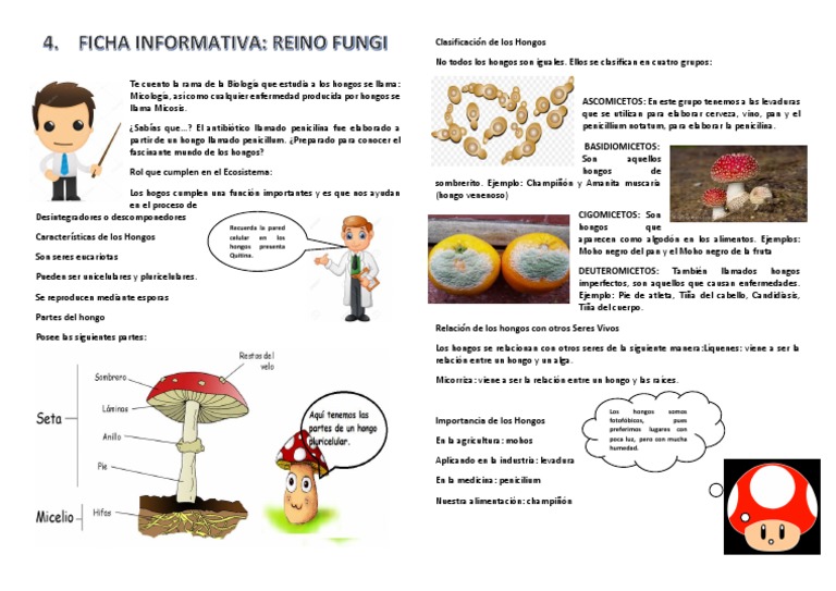 FICHA INFORMATIVA REINO FUNGI | Hongo | Biología