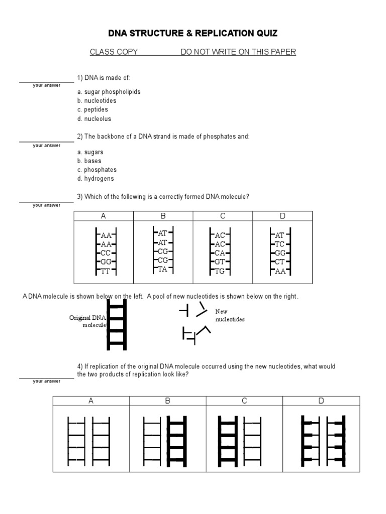 DNA Structure-Replication Quiz - Key 12-13 | PDF | Dna Replication | Dna