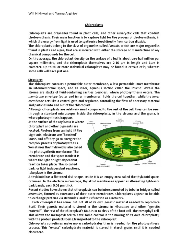 Chloroplasts | PDF | Chloroplast | Plant Physiology
