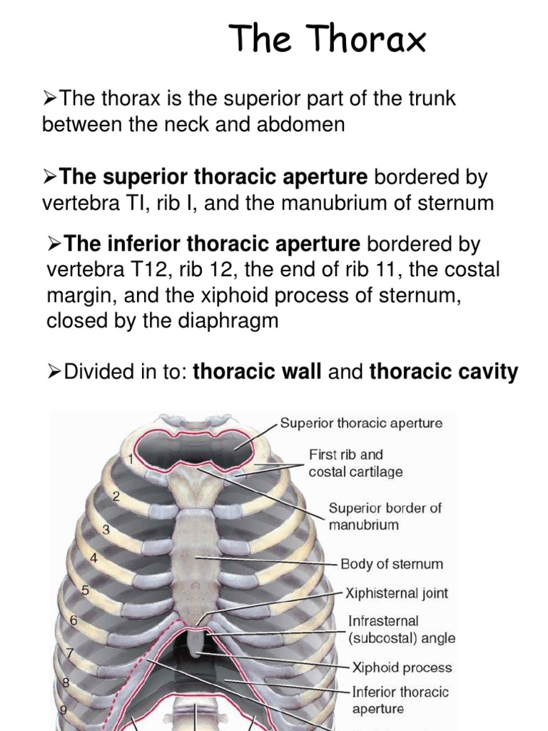 The Anatomy of the Thorax | PDF | Heart Valve | Vertebra