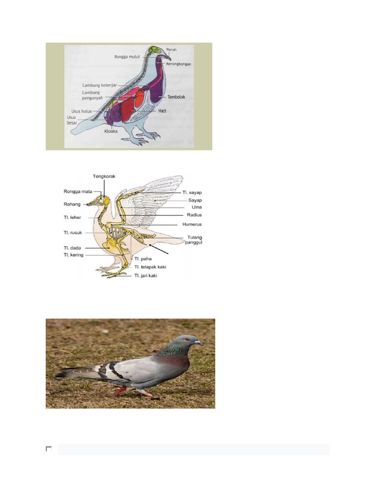Anatomi Burung Merpati | PDF
