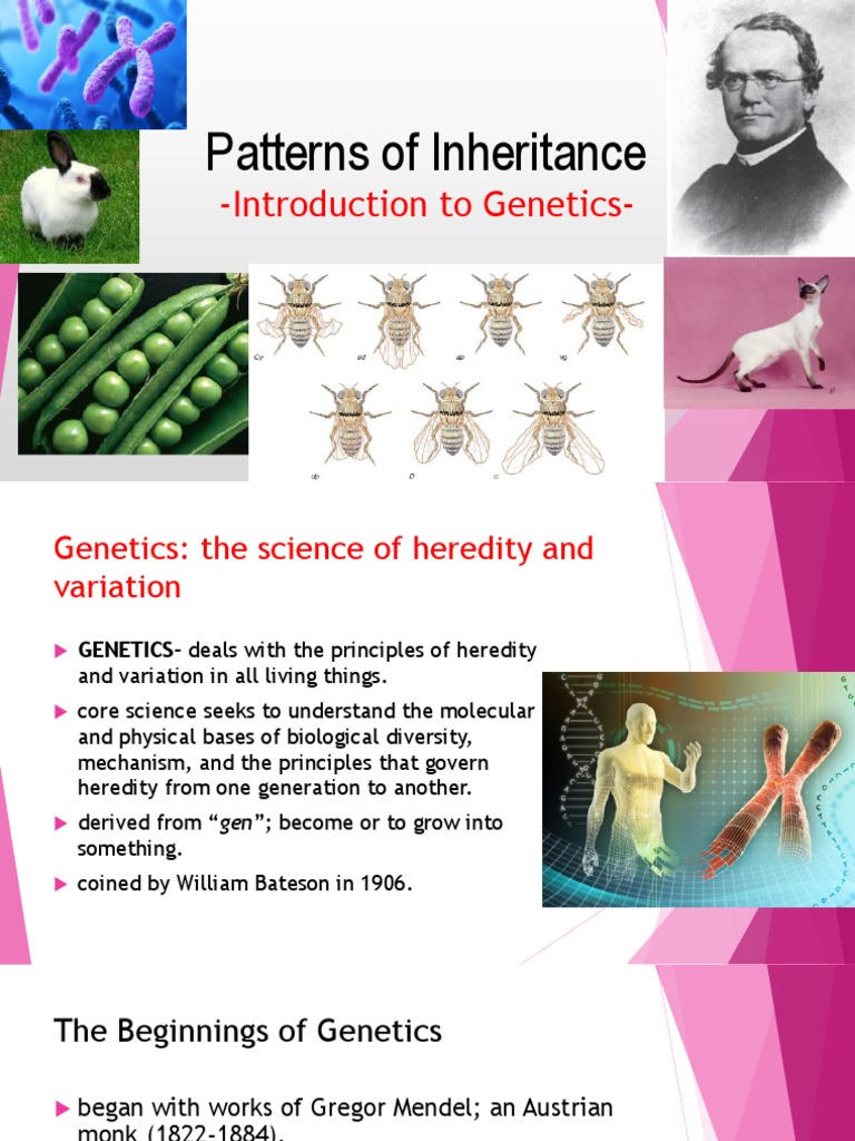 Patterns of Inheritance | PDF | Dominance (Genetics) | Allele
