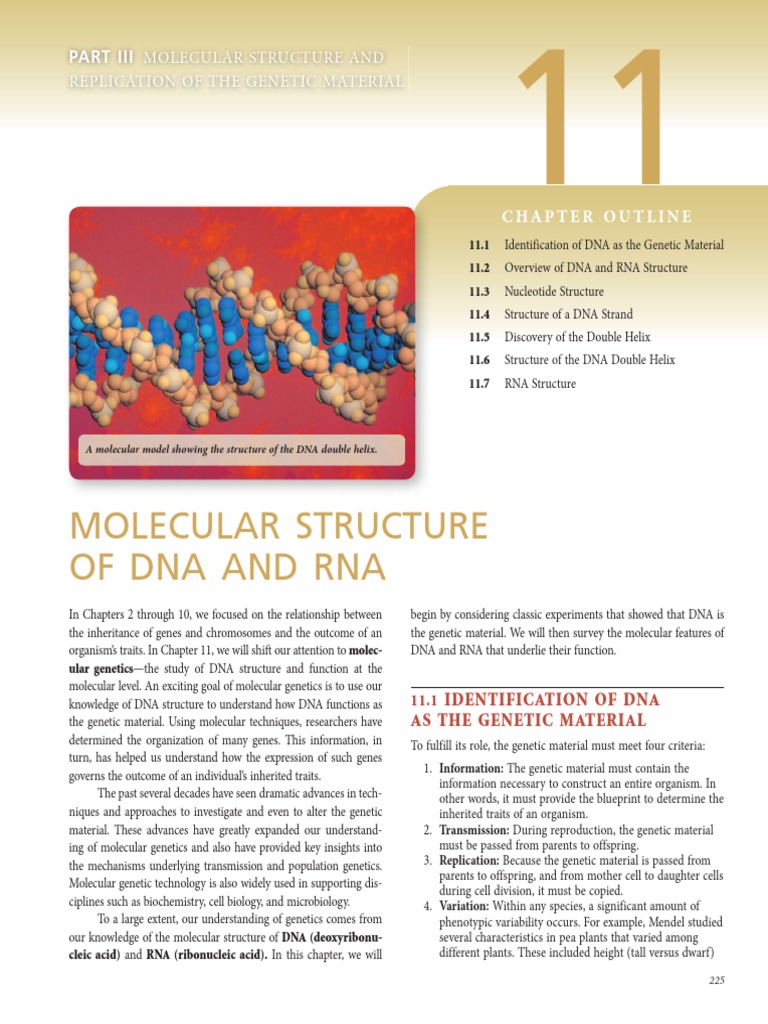 C11 MOLECULAR STRUCTURE OF DNA AND RNA Concepts of Genetics 12ed ...