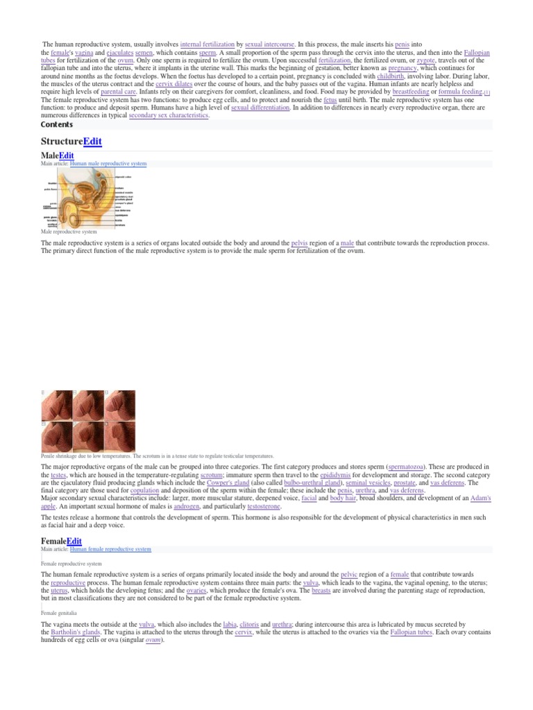 The Human Reproductive System | PDF | Reproductive System | Human ...