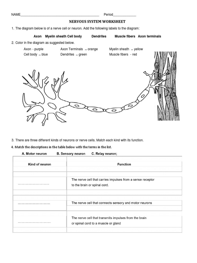 Nervous Worksheet | Download Free PDF | Neuron | Axon